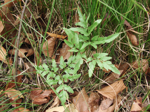 Botrychium dissectum - Photos - NYFA: New York Flora Atlas - NYFA: New ...