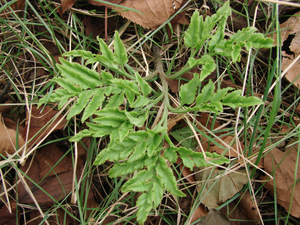 Botrychium dissectum - Photos - NYFA: New York Flora Atlas - NYFA: New ...