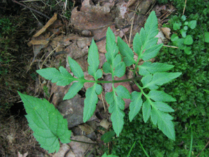 Botrychium dissectum - Photos - NYFA: New York Flora Atlas - NYFA: New ...