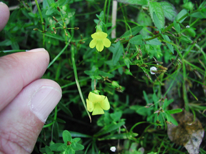 Gratiola aurea - Photos - NYFA: New York Flora Atlas - NYFA: New York ...