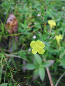 Gratiola aurea - Photos - NYFA: New York Flora Atlas - NYFA: New York ...